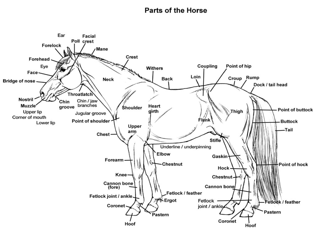 Parts of the Horse - My Senior Horse