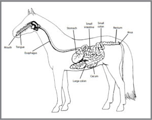 Horse Digestive System Diagram - My Senior Horse