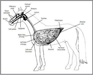Horse Respiratory System Diagram - My Senior Horse