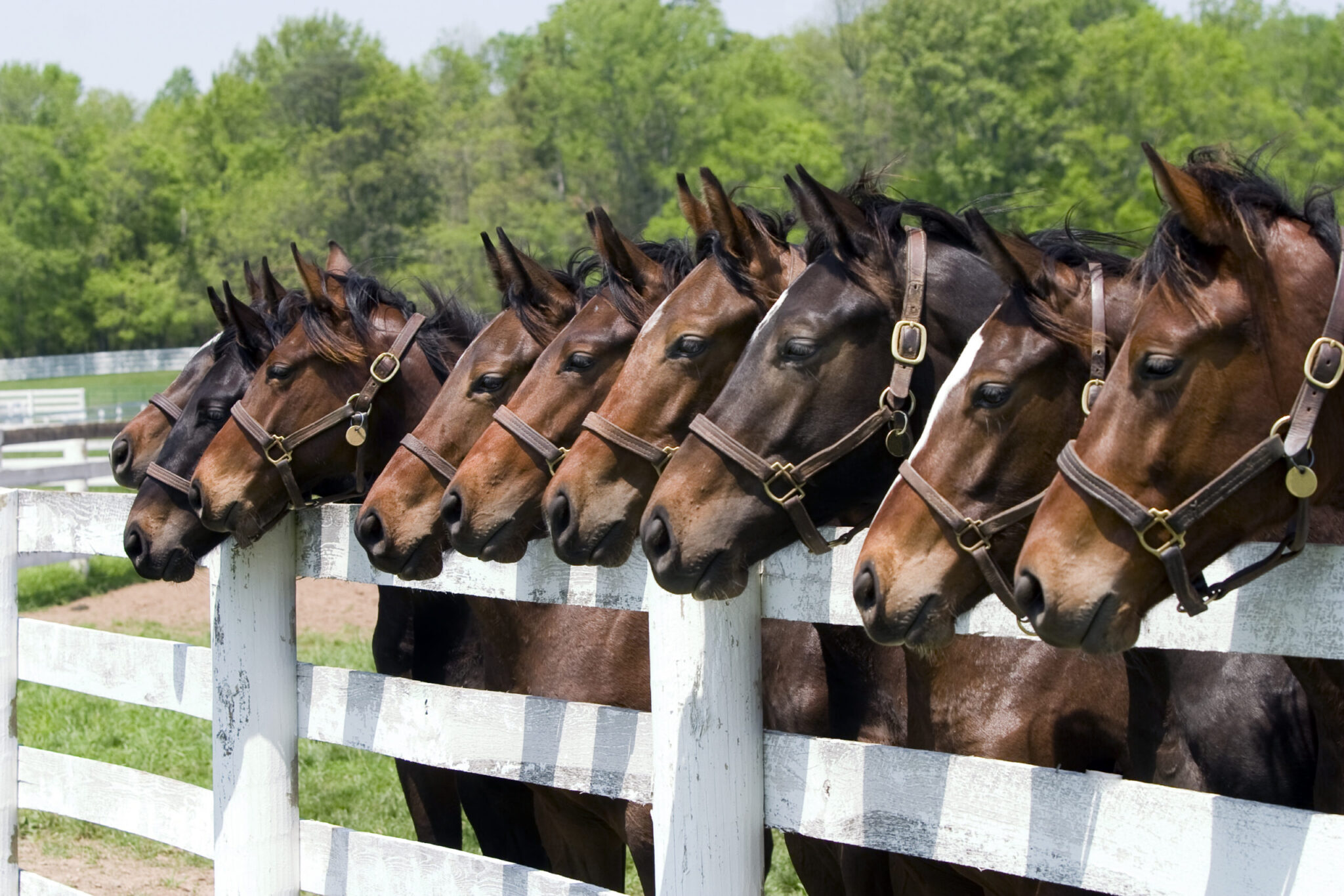 Horse Hearing: What You Should Know - My Senior Horse