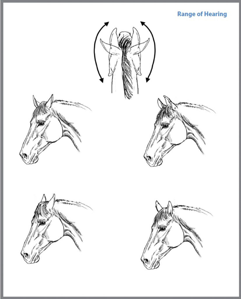 Horse Hearing: What You Should Know - My Senior Horse