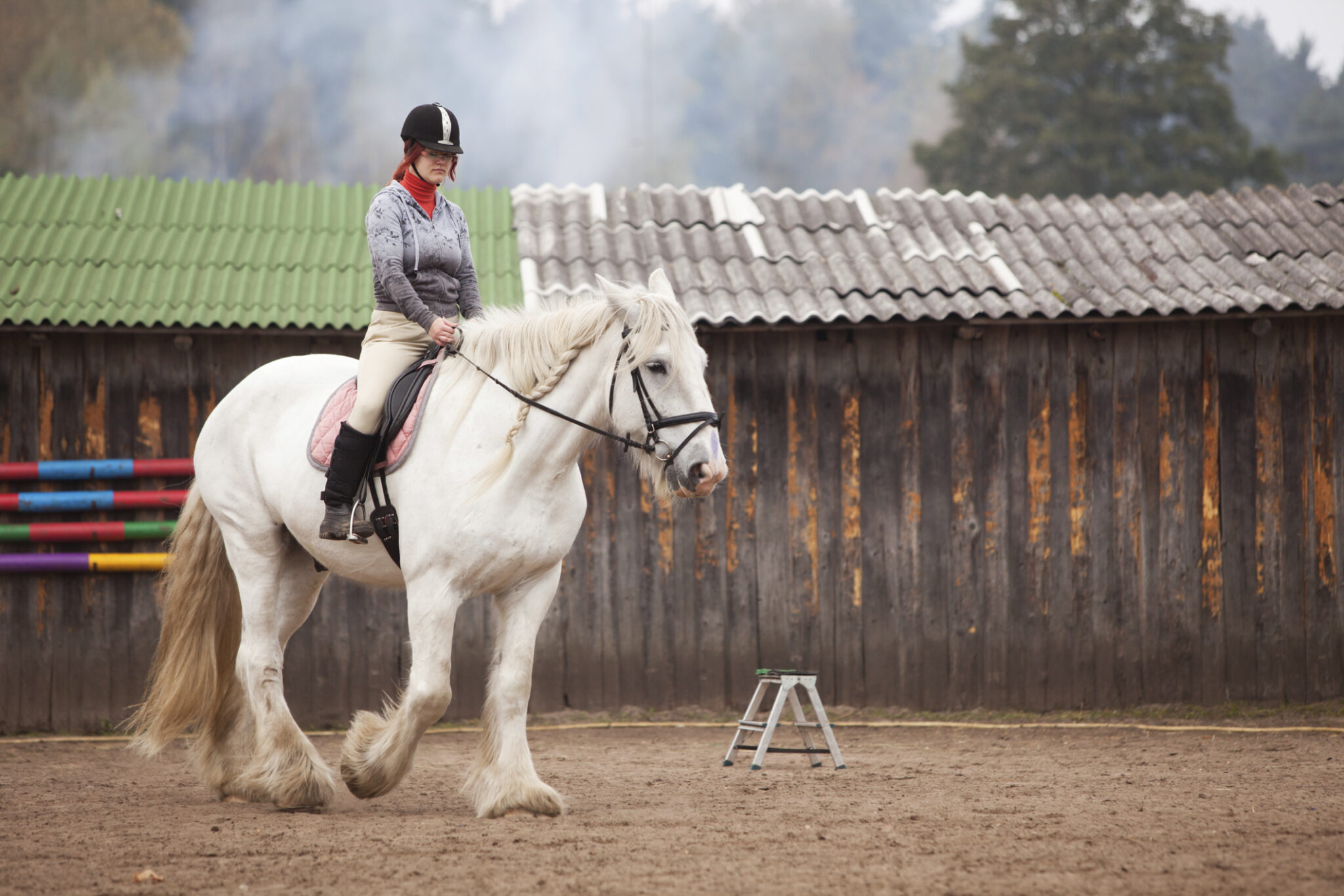 Understanding Aging Equines - My Senior Horse