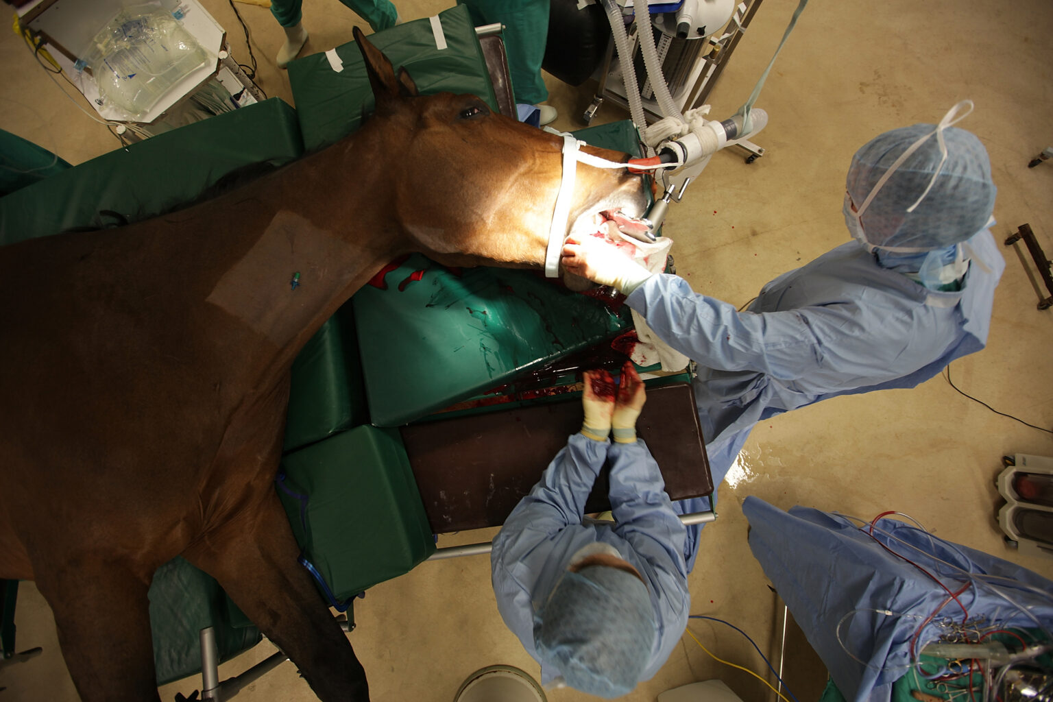 Anesthesia of the Geriatric Equine - My Senior Horse