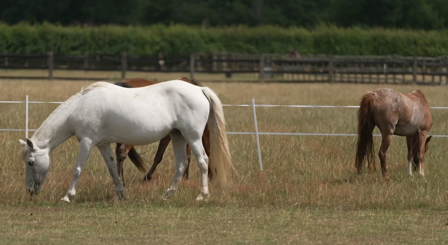 My Senior Horse Podcast: Managing Senior Herds Part 2 - My Senior Horse